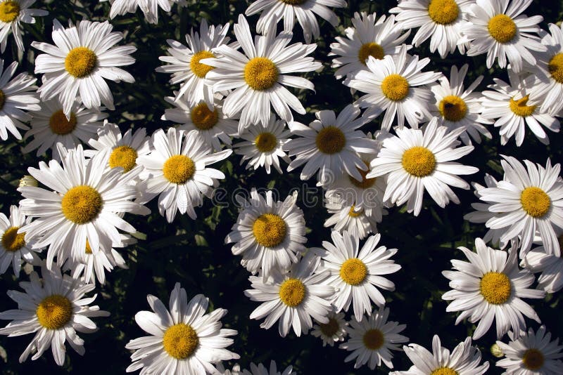 Daisy Bunch stock photo. Image of hobby, yard, stems, wild - 969136