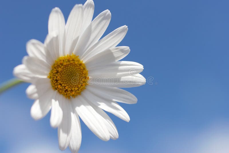 Daisy stock photo. Image of nature, clouds, flowers, blossoms - 725692