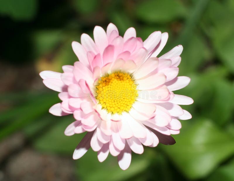 Daisy stock photo. Image of blossom, blooming, park, growing - 840464