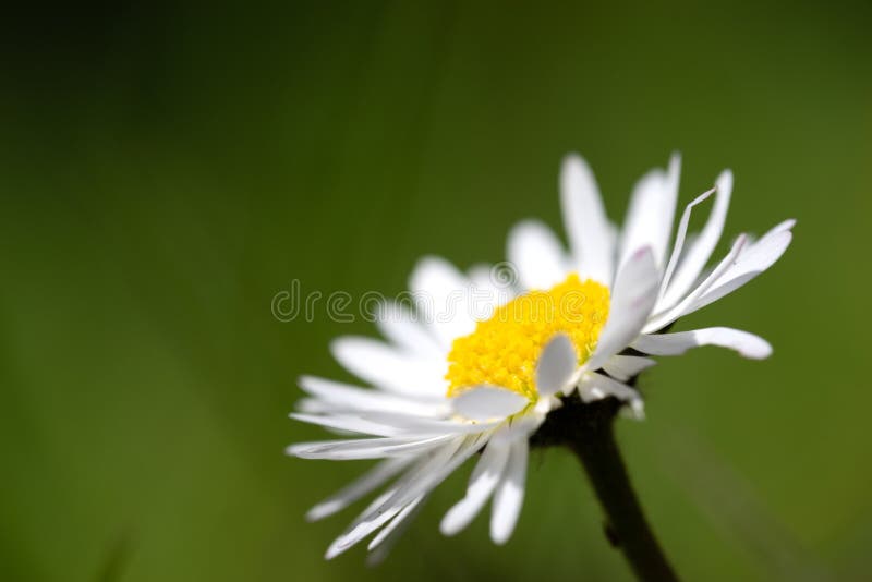 A Small Flowering Daisy in the Sun Stock Image - Image of flowering ...