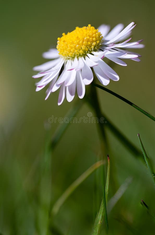 A Small Flowering Daisy in the Sun Stock Image - Image of closeup ...