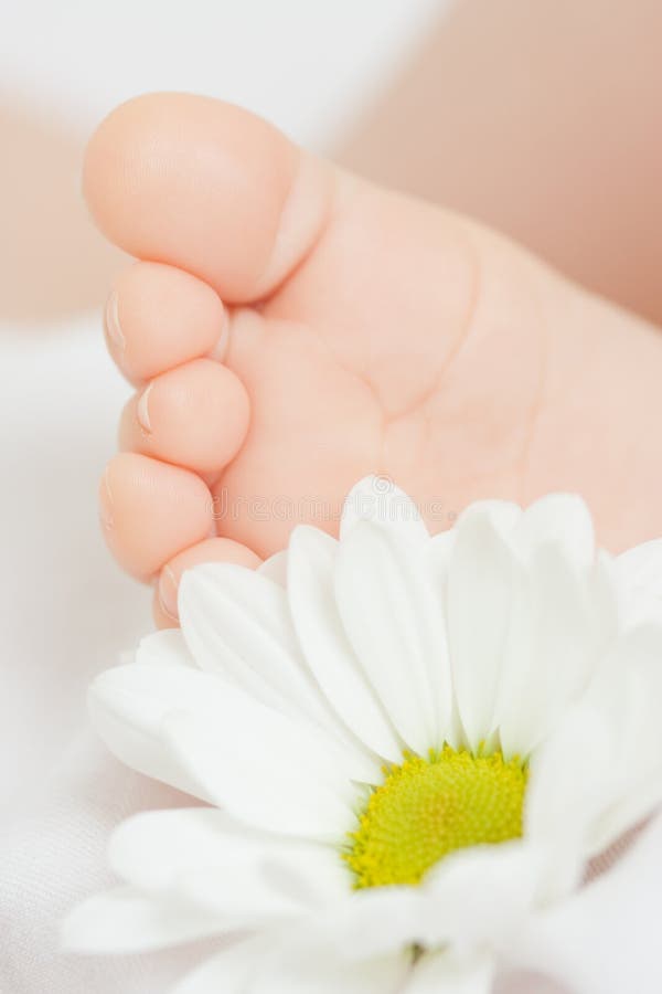 Daisy and baby foot stock image. Image of nature, little - 5415945