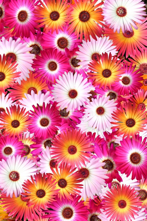 Daisy Background stock photo. Image of colours, colourful - 19416412