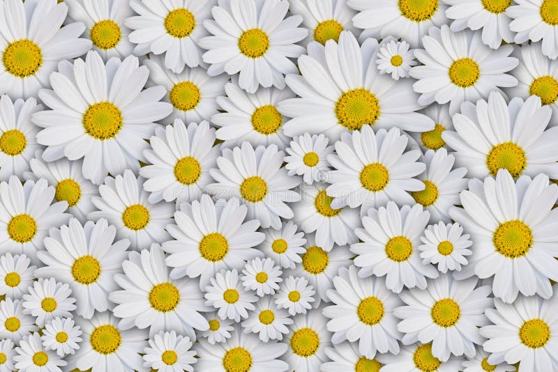 Daisy background stock image. Image of freshness, family - 4761037