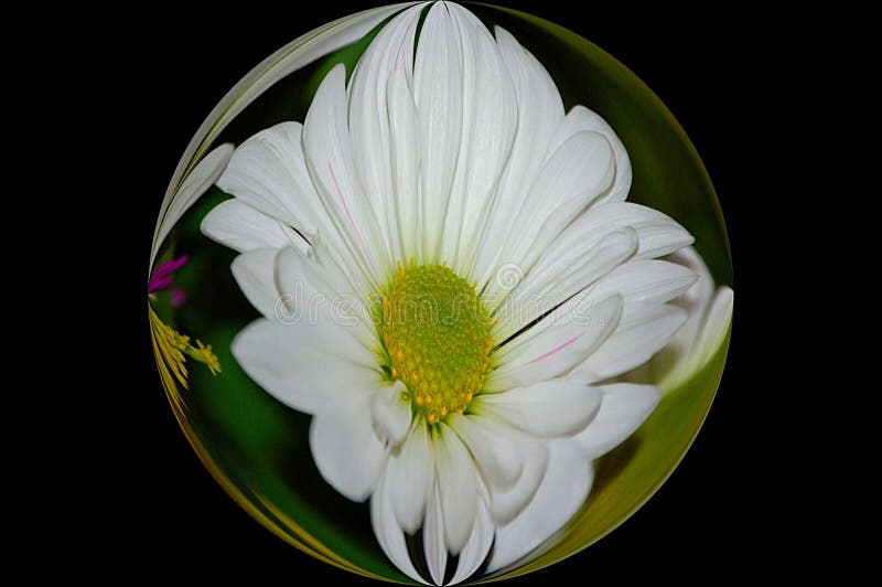 Daisy Ball Art stock photo. Image of daisy, ball, petals - 70160626