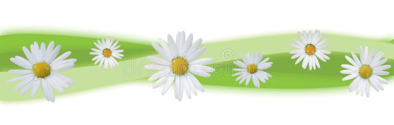 Daisy banner stock illustration. Illustration of spring - 13263959