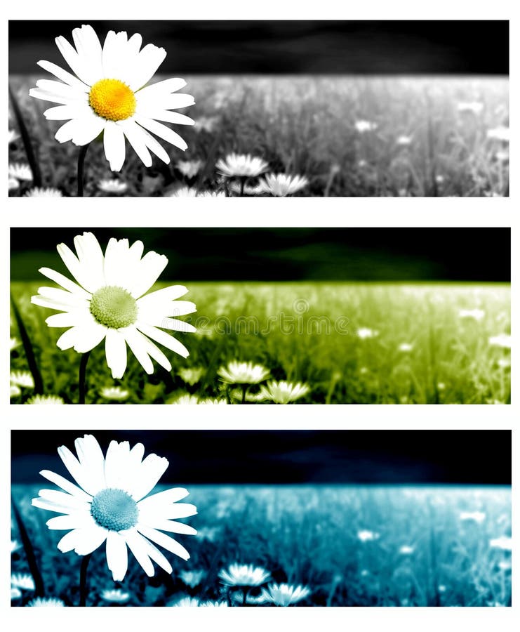 Daisy banner stock illustration. Illustration of meadow - 40911724