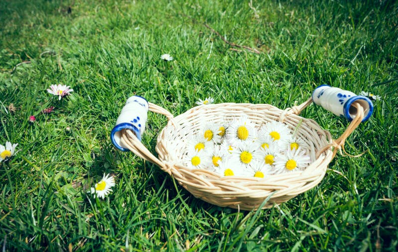Daisy Basket stock photo. Image of lots, daisy, fresh - 52666396