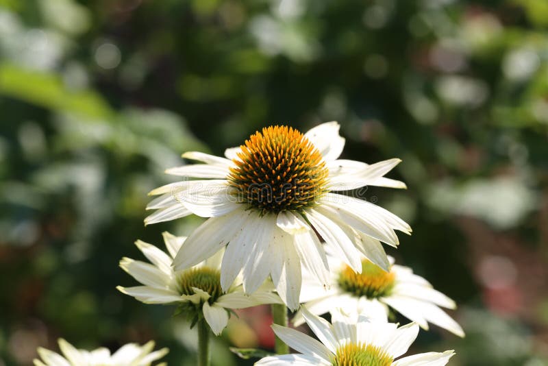 Daisy - beautiful flowers stock photo. Image of camomile - 98453826