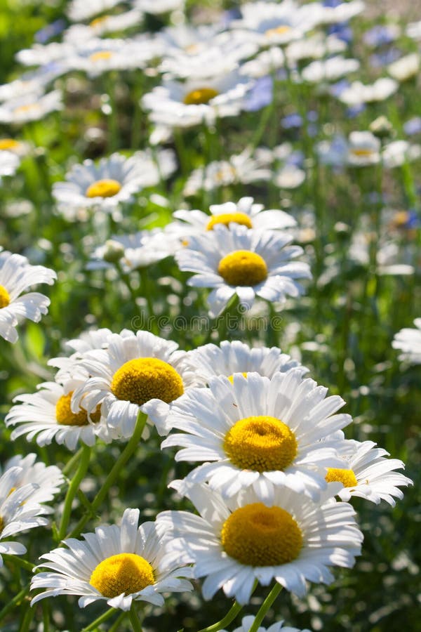 Daisy Bunch stock photo. Image of hobby, yard, stems, wild - 969136