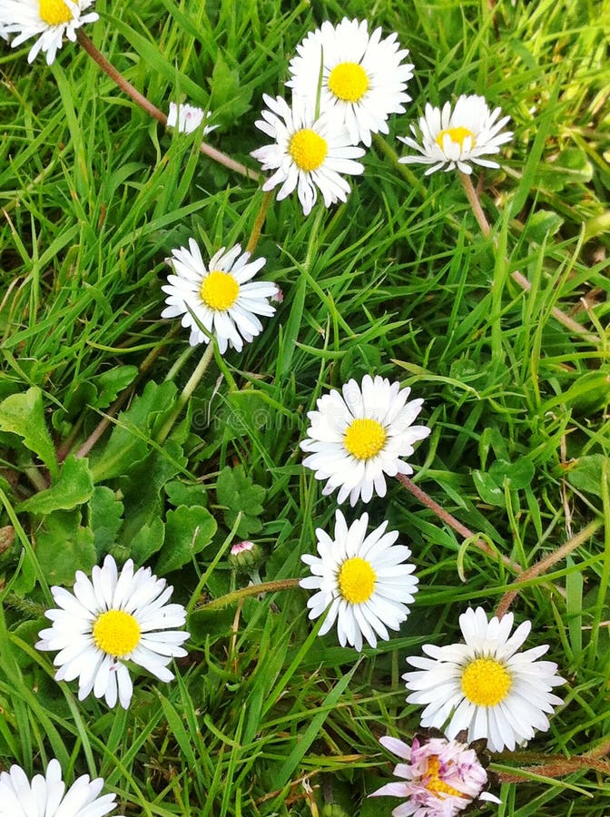 Daisy stock photo. Image of daisywheel, petal, beauty - 93685424