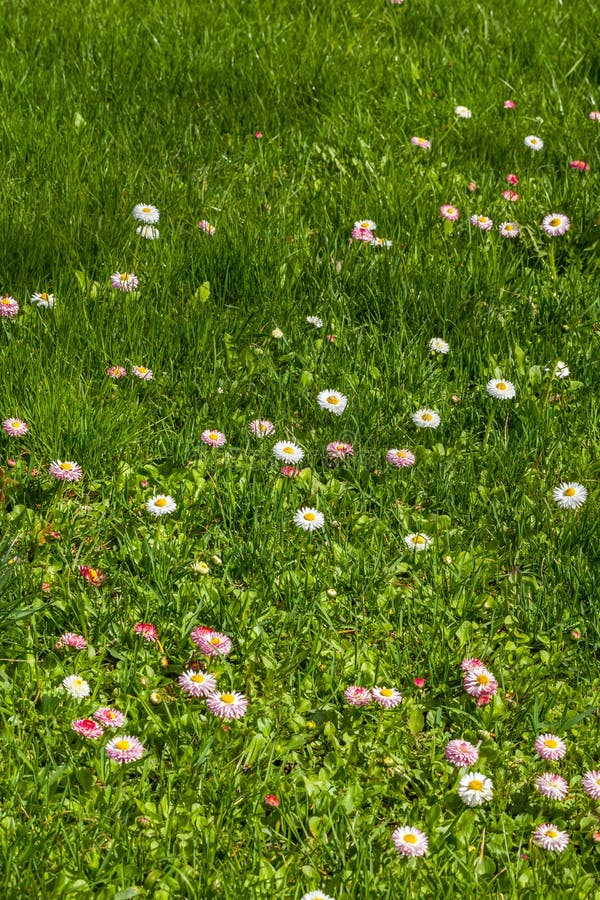Daisy stock photo. Image of plant, blossom, landscape - 40784832