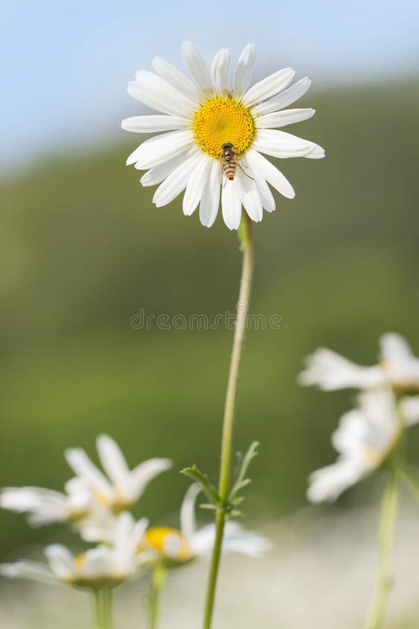 Daisy with beauty spot stock photo. Image of garden, open - 42332624