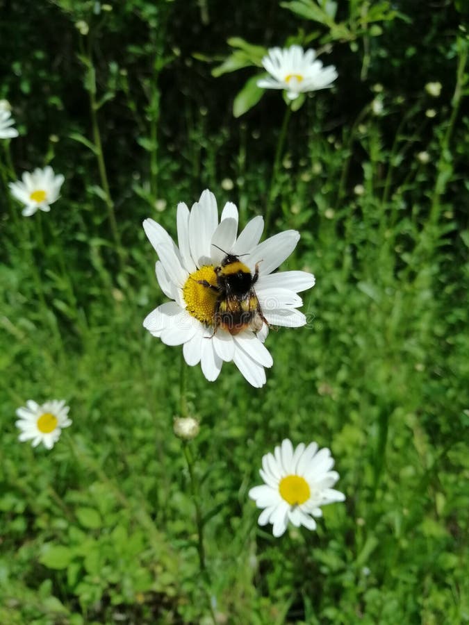Daisy Bee stock photo. Image of plant, yellow, petal - 151090378