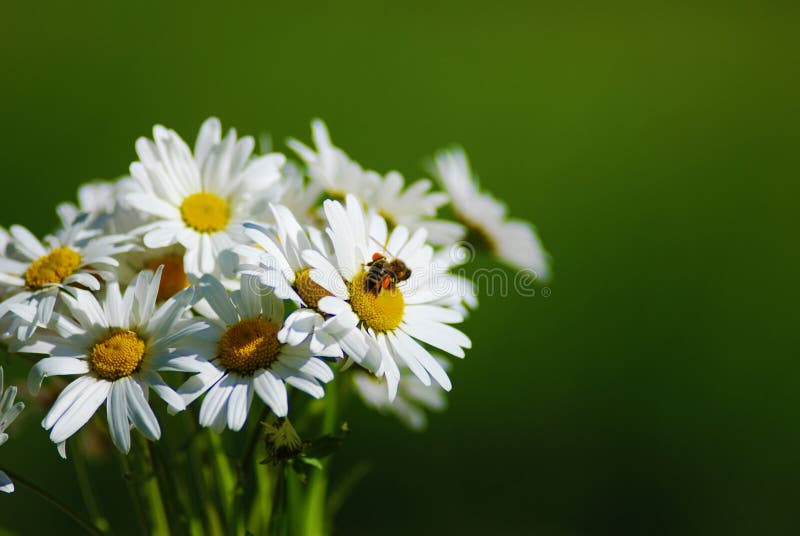 Daisy with bee stock image. Image of nectar, nature, close - 47736335