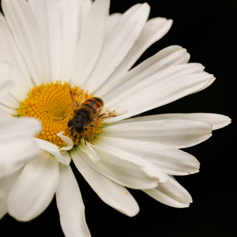 Daisy Bee stock photo. Image of yellow, close, daisy - 74729976