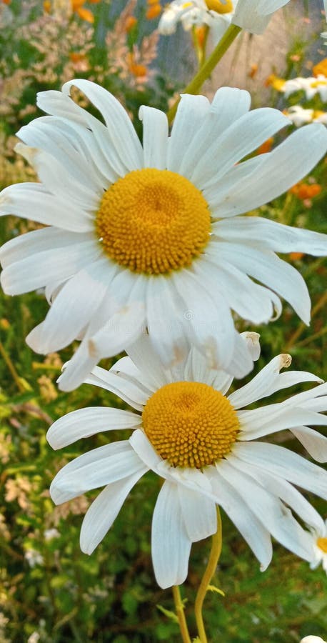 Daisy beginning of summer stock image. Image of summer - 232711679