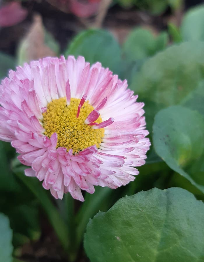 Daisy bellis perenis stock image. Image of herb, wildflower - 268457227
