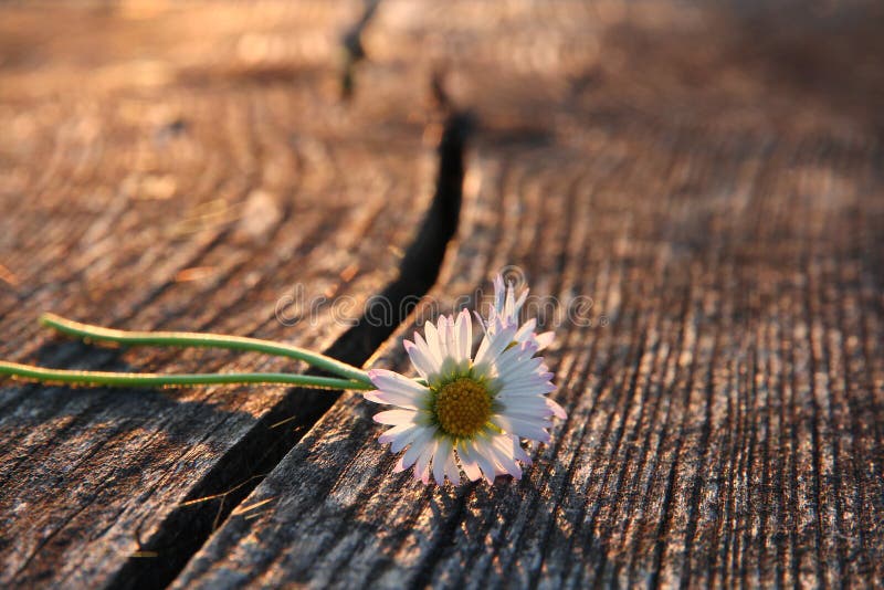 Daisy on bench stock image. Image of wood, autumn, bench - 91215865