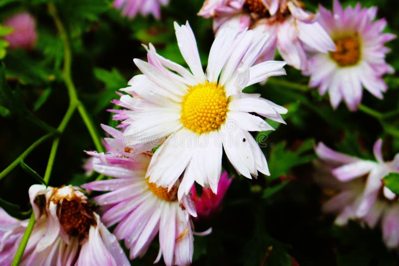 Daisy stock image. Image of beutiful, outdoor, daisy - 128770777