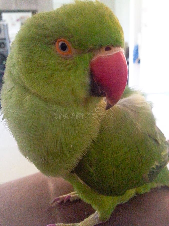 Daisy bird stock photo. Image of bird, parrot, daisy - 49038494