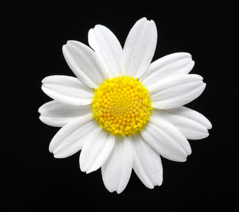Daisy on black stock photo. Image of nature, petals, daisy - 18963616