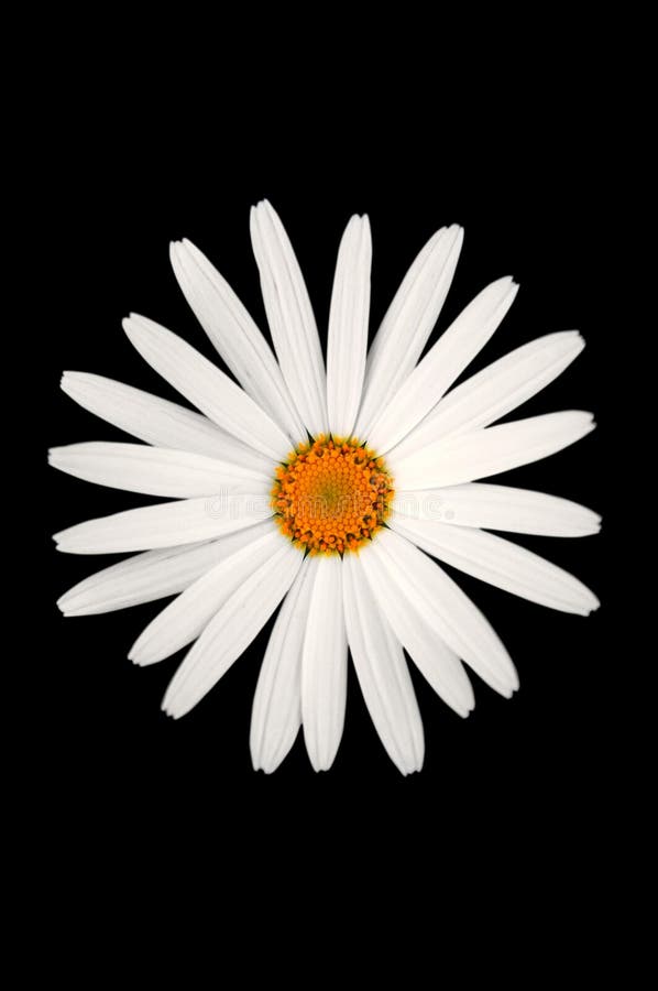 Daisy on black stock photo. Image of beautiful, botanical - 26270100