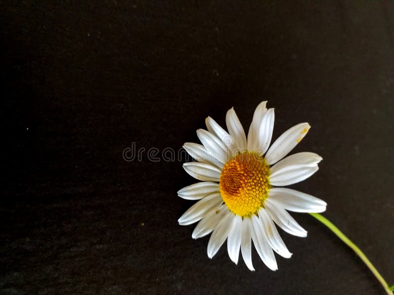 A Daisy on a Black Background Stock Photo - Image of botanic, delicate ...