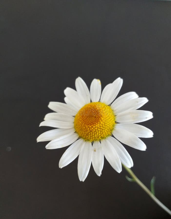 A Daisy on a Black Background Stock Image - Image of colorful, botanic ...