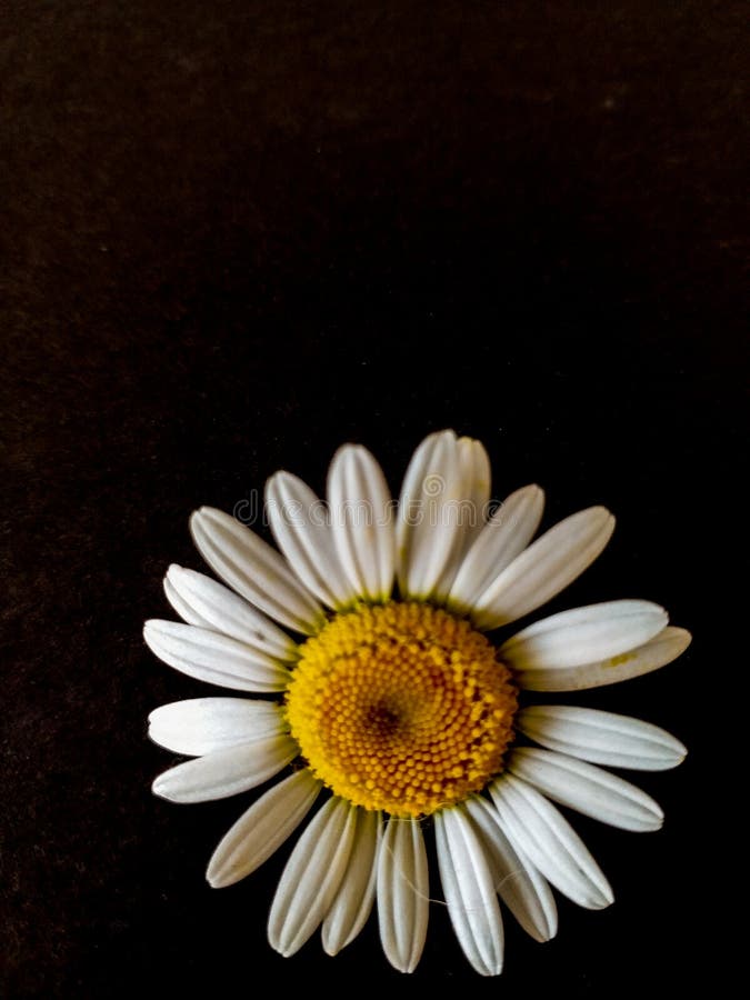 A Daisy on a Black Background Stock Photo - Image of blooming, floral ...
