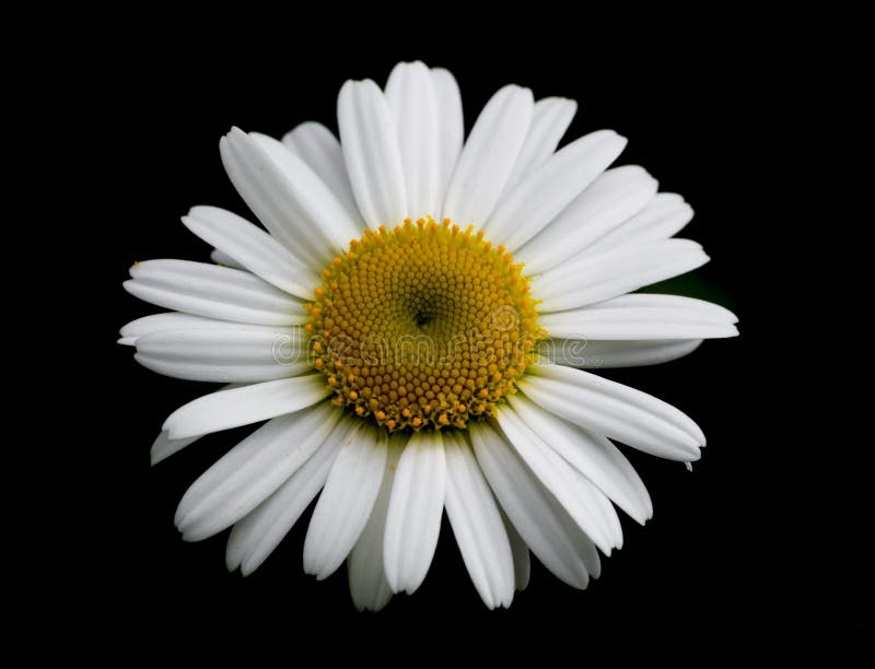 Daisy on Black Background stock image. Image of patterned - 118172067