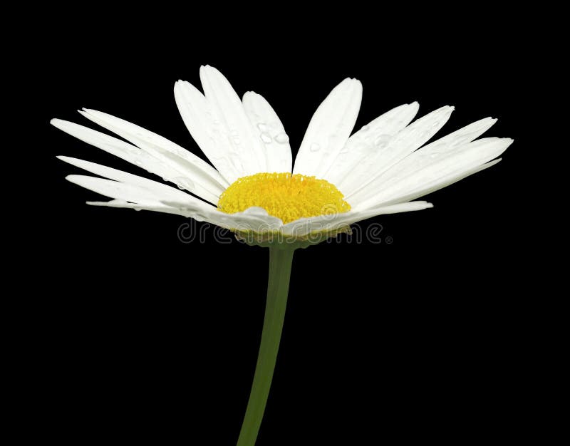 Daisy on black isolated stock photo. Image of daisy, floral - 14502240