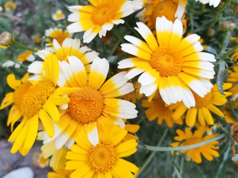 Daisy in bloom stock photo. Image of sight, wonderful - 146838094