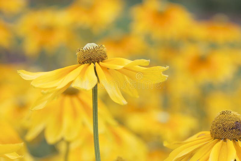 Daisy Bloom stock photo. Image of bloom, yellow, orange - 57724682