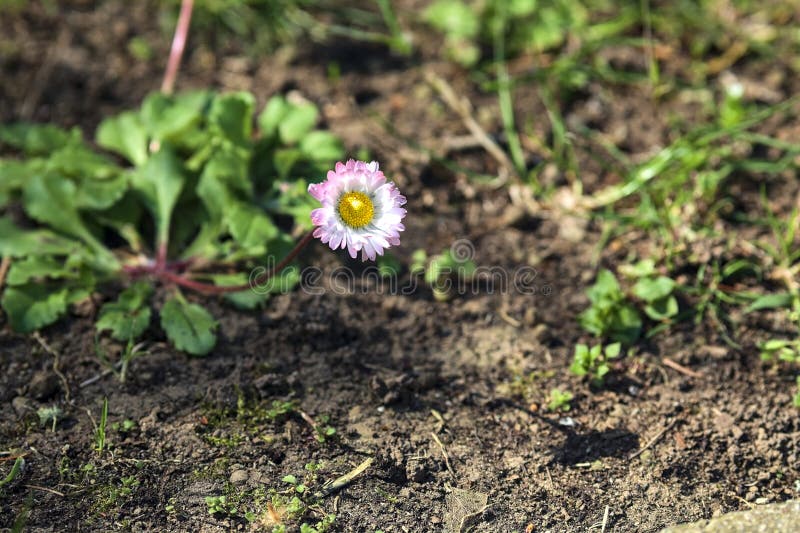 Daisy in Bloom on a Muddy Soil Seen Up Close Stock Photo - Image of ...