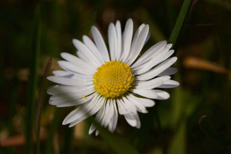 Daisy in bloom stock photo. Image of gerber, botanical - 294362122