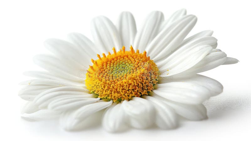 Daisy Bloom: a Versatile Package Design Element - Isolated on White ...