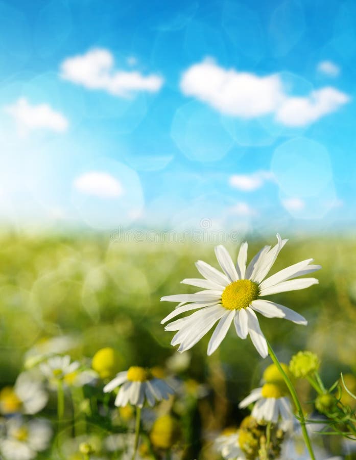 Daisy Blooming in the Meadow in Sunny Day. Stock Photo - Image of ...