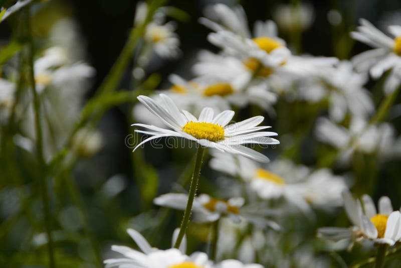 Daisy blooms stock photo. Image of stamen, yellow, nature - 41662332