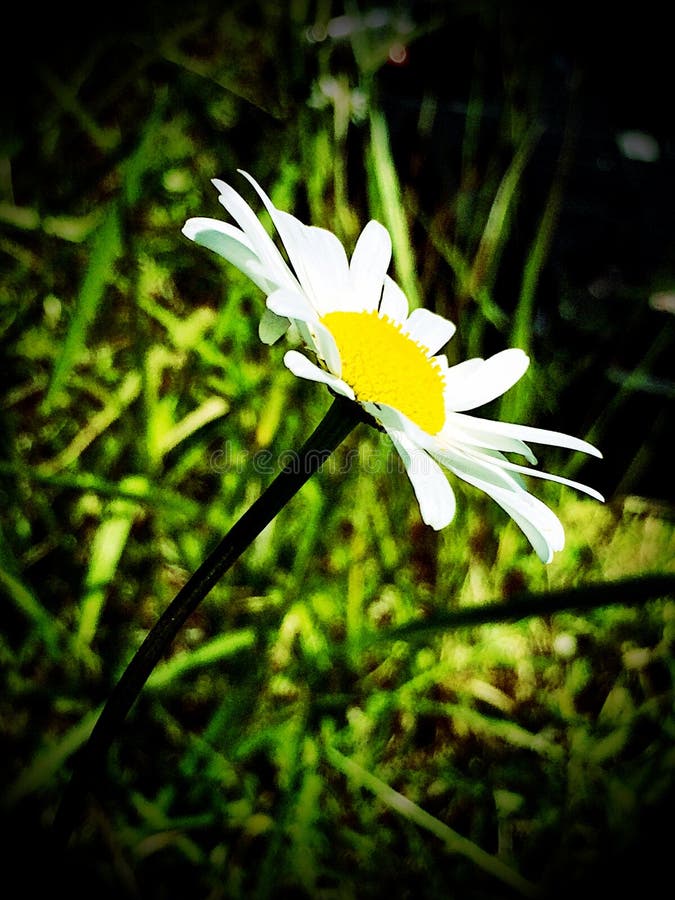 Daisy Blowing in the Wind stock image. Image of clouds - 44278251