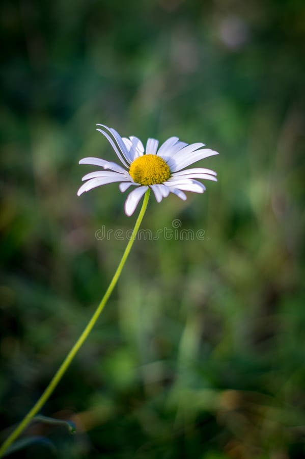 Daisy Blowing in the Wind stock image. Image of clouds - 44278251