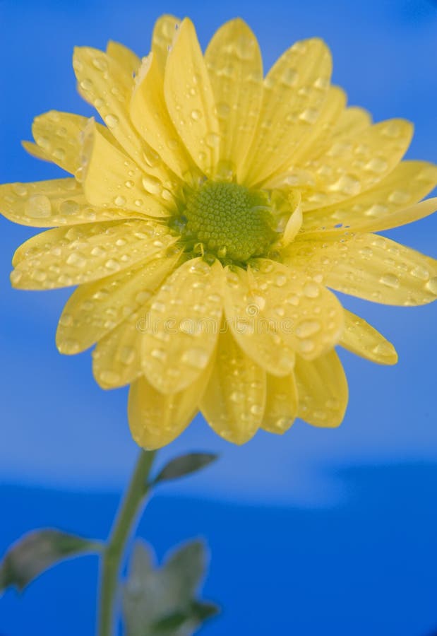 Daisy on a Blue Background. Stock Photo - Image of decoration ...