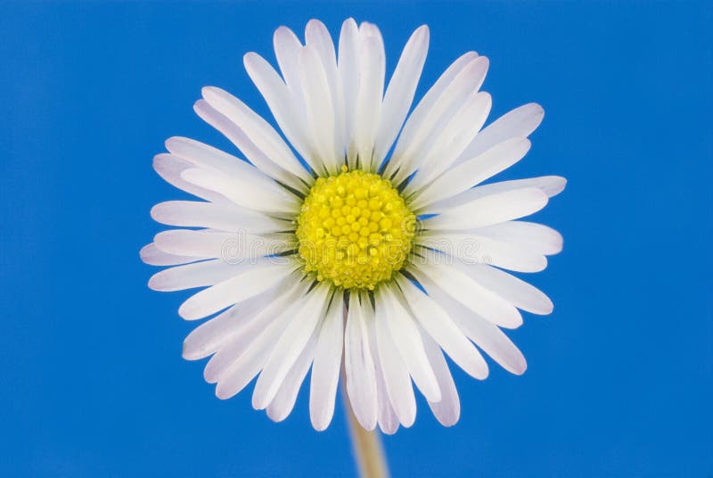 Daisy On Blue Background Picture. Image: 5874852