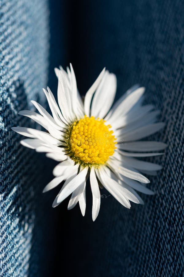 A Daisy on a Blue Background Stock Image - Image of minimal, blooming ...