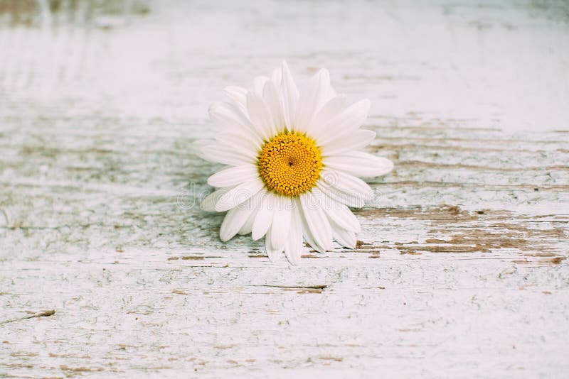 Daisy on the board stock image. Image of blooming, fresh - 65465645