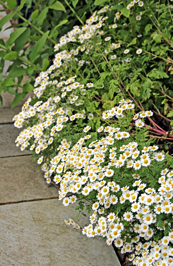 Daisy border stock image. Image of daisy, plants, flower - 25681683