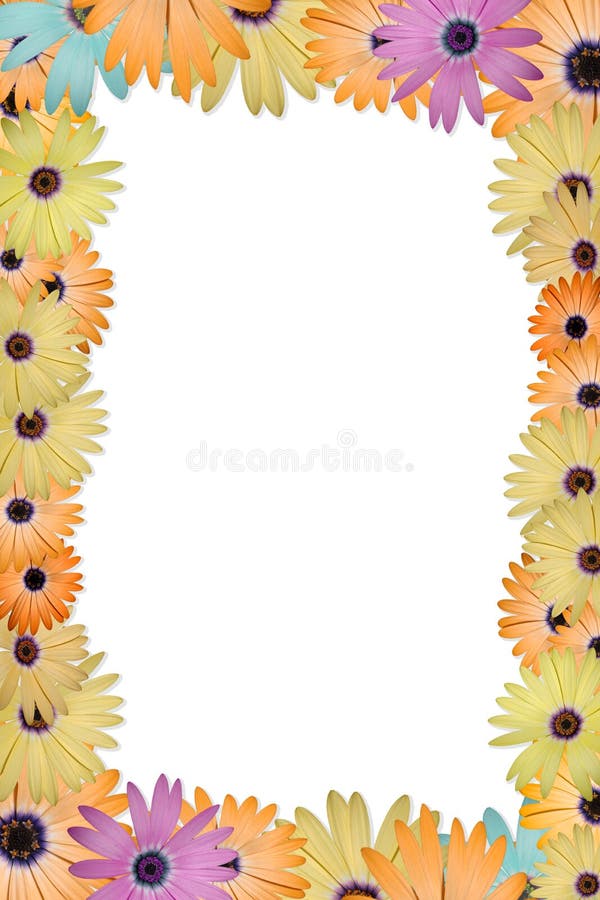 Daisy Border stock photo. Image of spring, fresh, greenhouse - 3975112