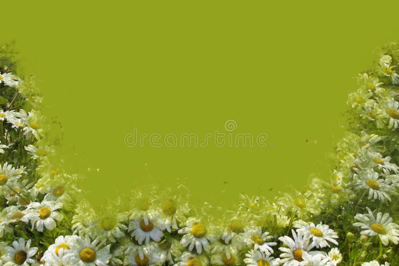 Daisy Border Green stock image. Image of daisies, spring - 4723999