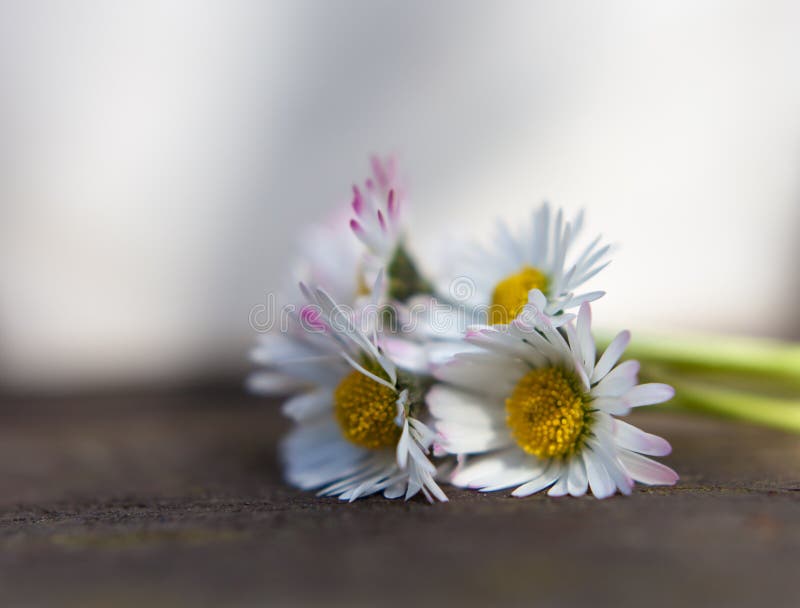 Daisy bouquet abstract stock image. Image of emotions - 70345995
