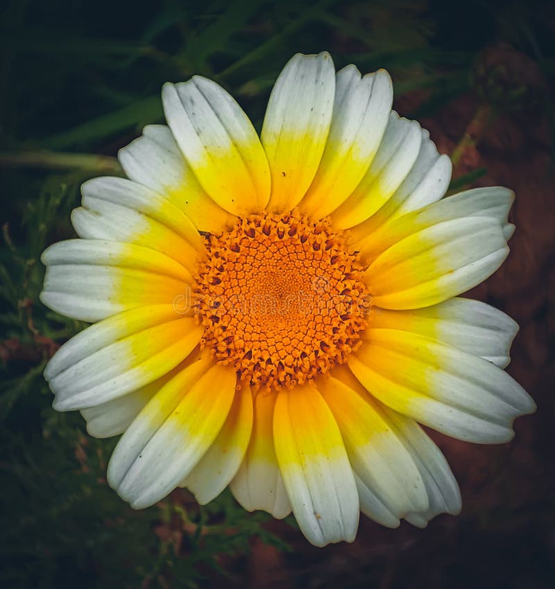 Daisy with Bright Yellow Centre Stock Image - Image of yellow, flowers ...